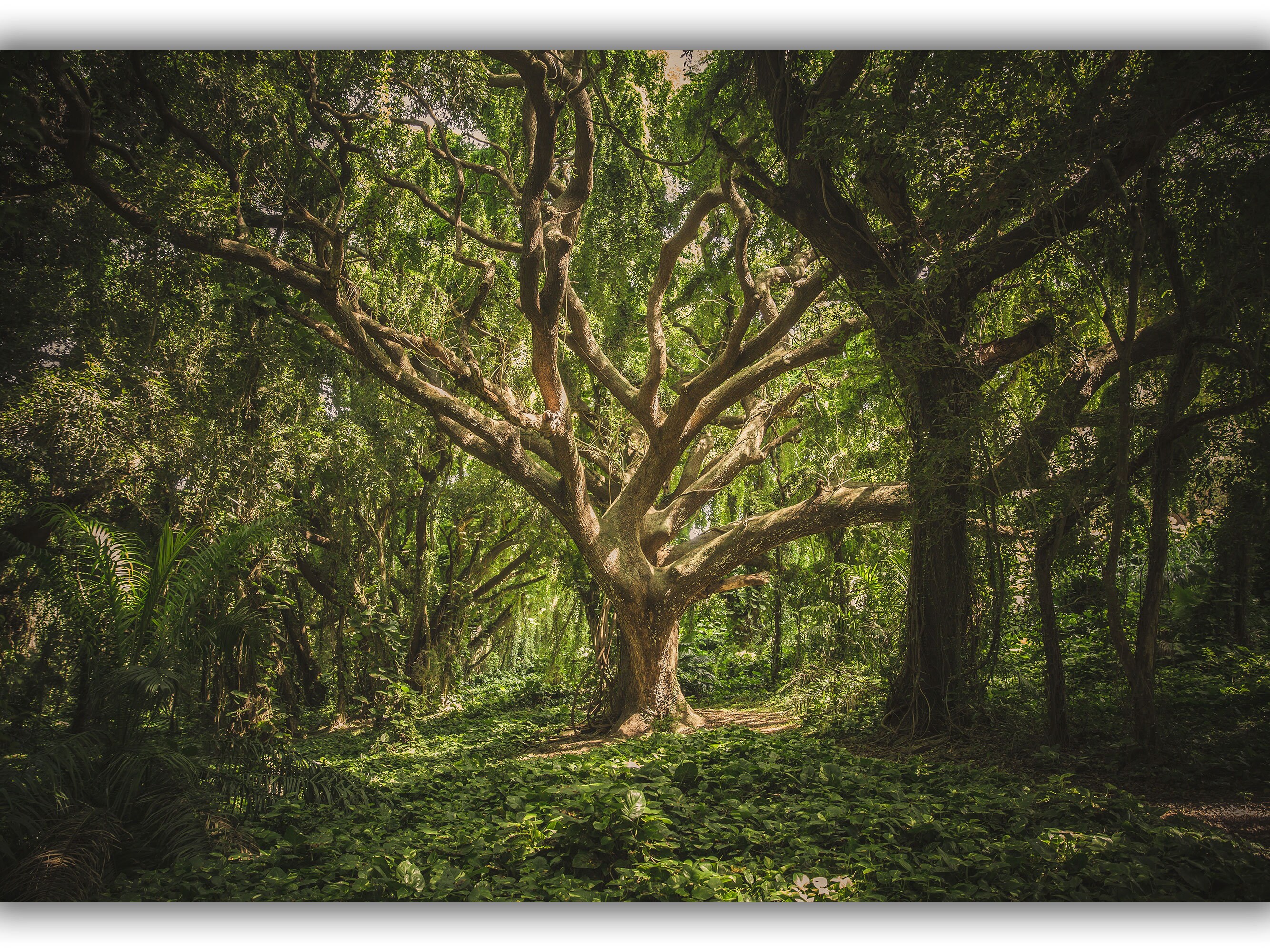 Wild Tree Canvas Print Nature Wall Art Landscape Photography Prints ...