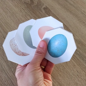 Birds' Egg Identification Game: Printable Learning Cards (PDF) - Etsy