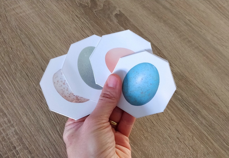 Birds' Egg Identification Game: Printable Learning Cards (PDF) - Etsy