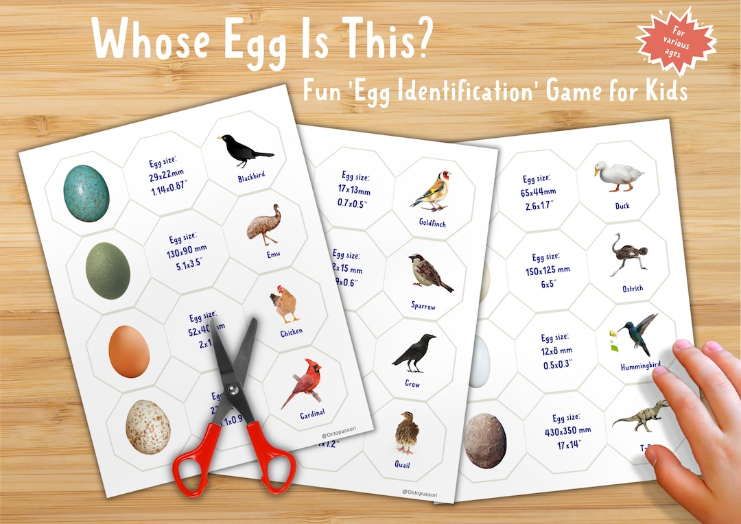 Birds' Egg Identification Game: Printable Learning Cards (PDF) - Etsy