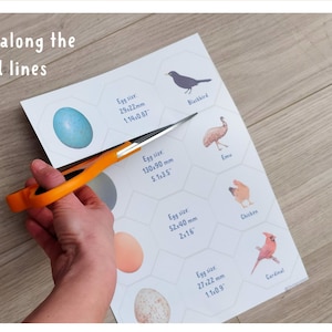 Birds' Egg Identification Game: Printable Learning Cards (PDF) - Etsy