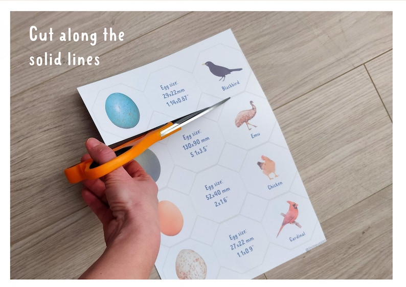 Birds' Egg Identification Game: Printable Learning Cards (PDF) - Etsy