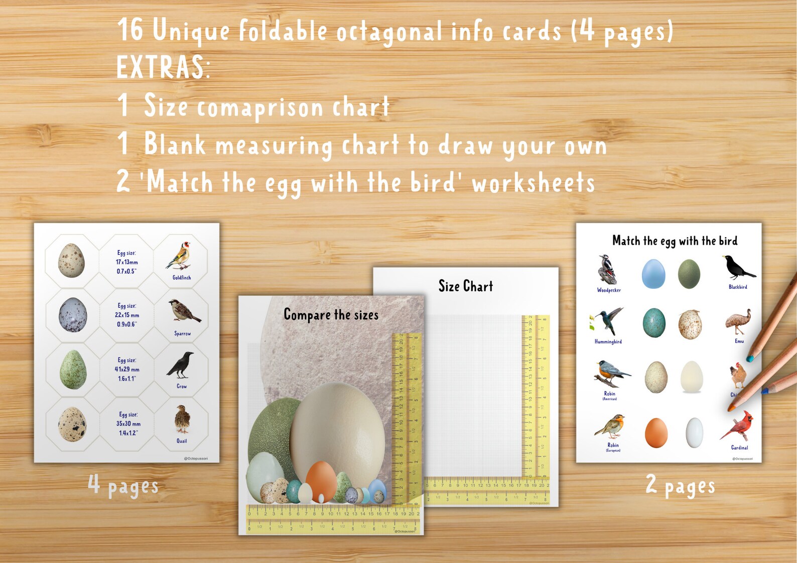 Birds' Egg Identification Game: Printable Learning Cards (PDF) - Etsy