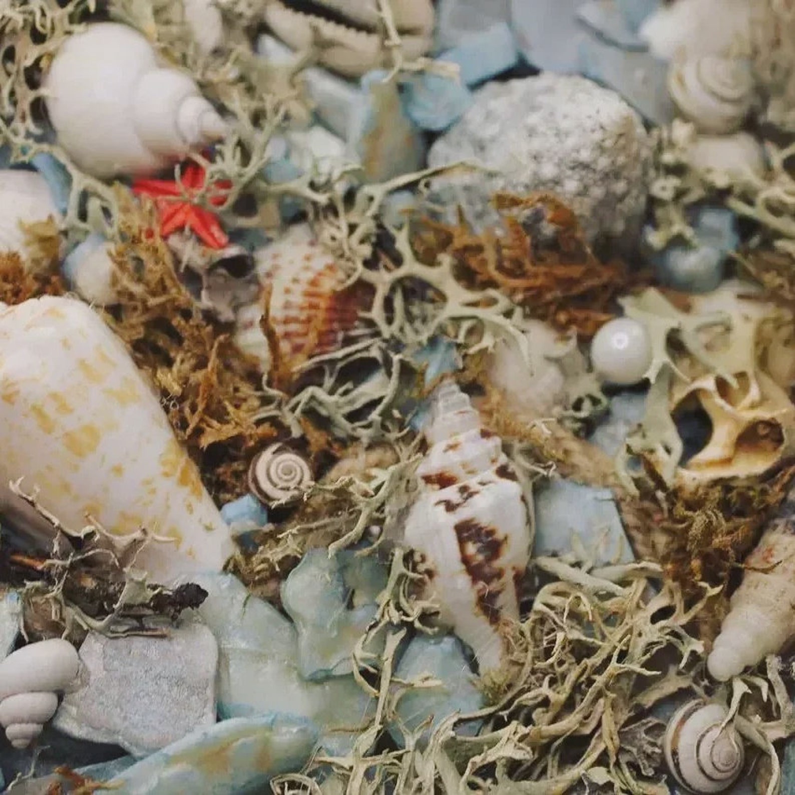 Wall Panels Ocean Wall Art Seashells Panels Natural - Etsy