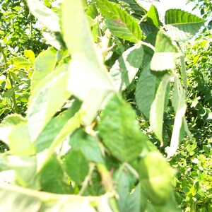 14 Wild Rose Stems With Sharp Briers Craft Witchcraft Art. Fresh Cut ...