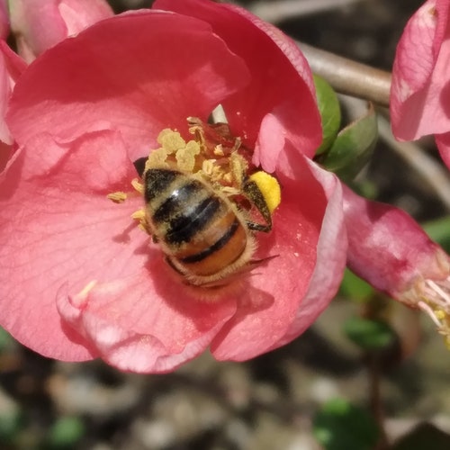 Pink Formosa Azalea Azalea Plant Pink Azalea Azalea Flower - Etsy