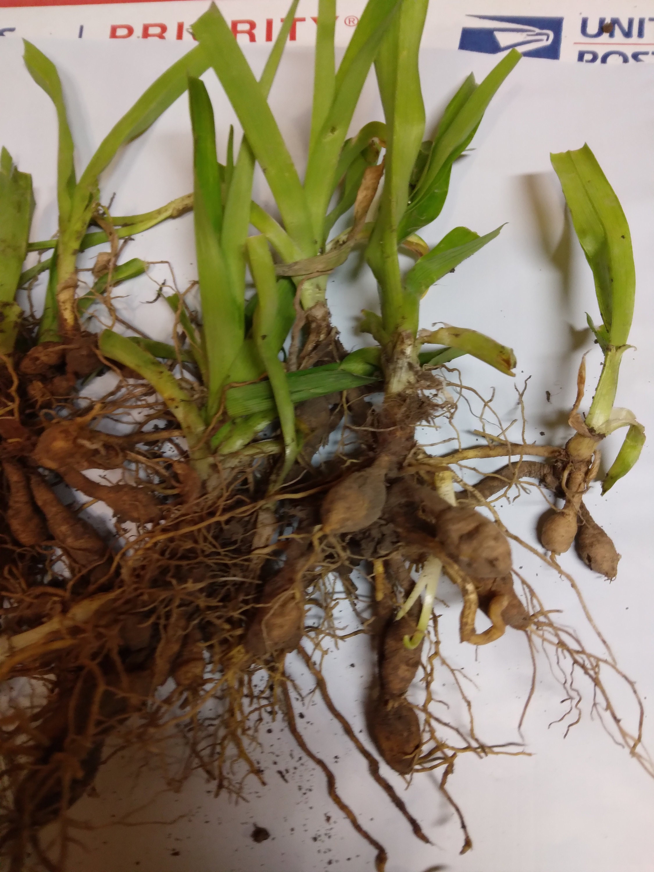 100 Orange Day Lily Roots - Etsy