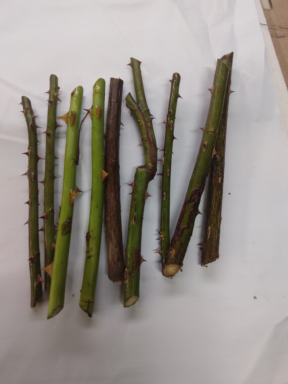 14 Wild Rose Stems With Sharp Briers Craft Witchcraft Art. or - Etsy