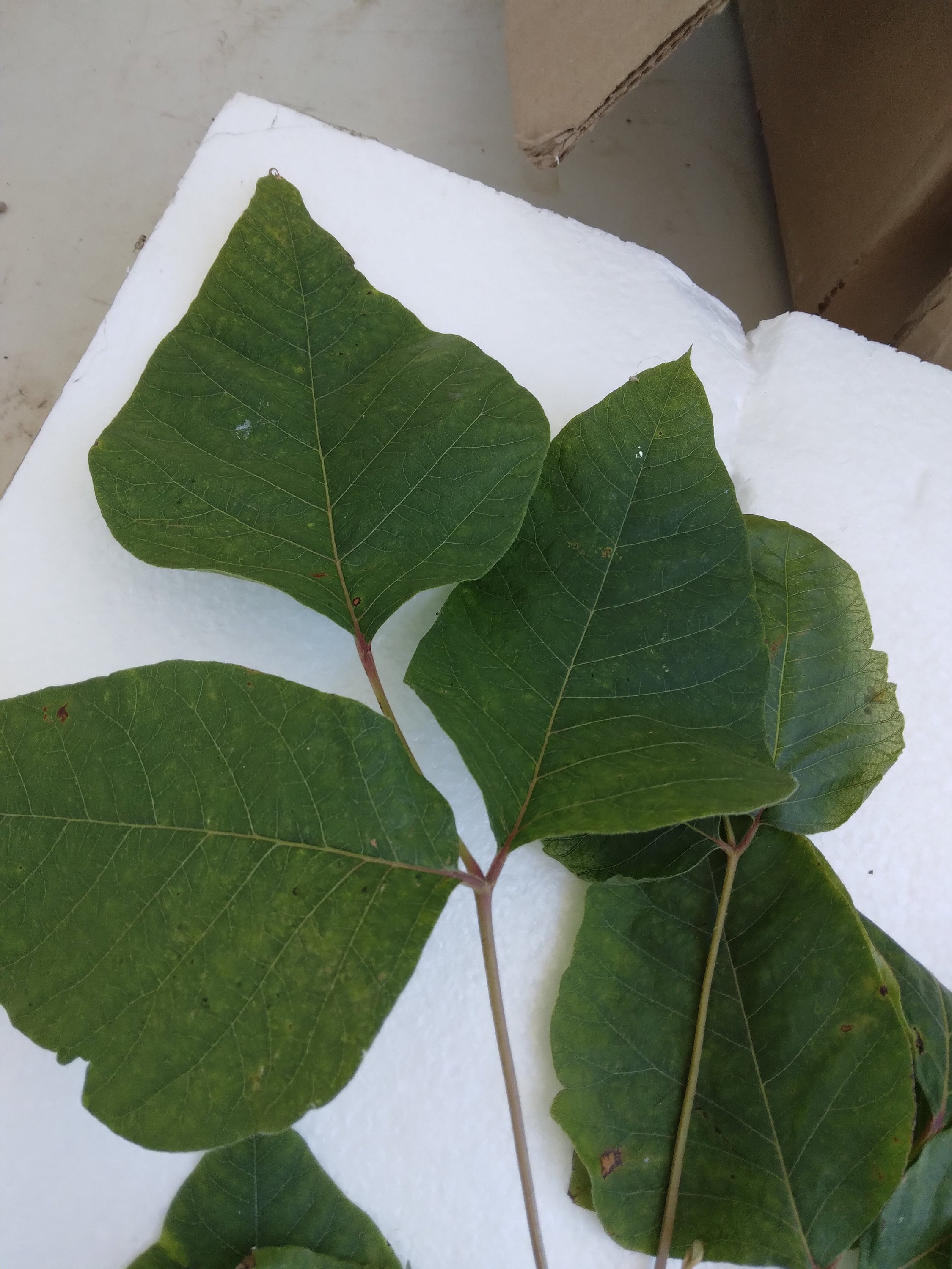 Live Poison Ivy Root for Transplant 1 Foot Plus Long - Etsy