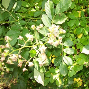 14 Wild Rose Stems With Sharp Briers Craft Witchcraft Art. Fresh Cut ...