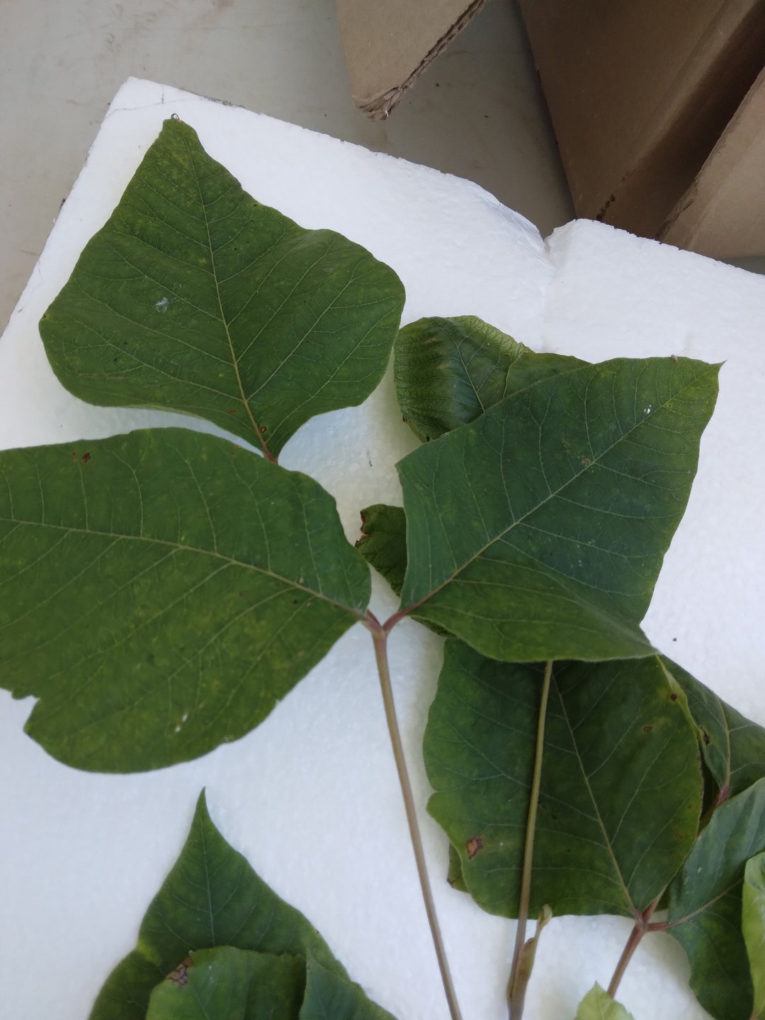 10 Feet Plus Live Poison Ivy Root for Transplant. Will Contain Urushoil ...