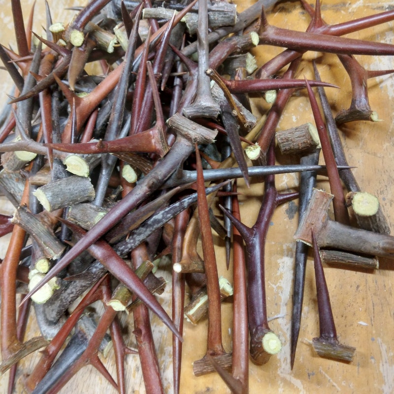 Black Locust - Etsy