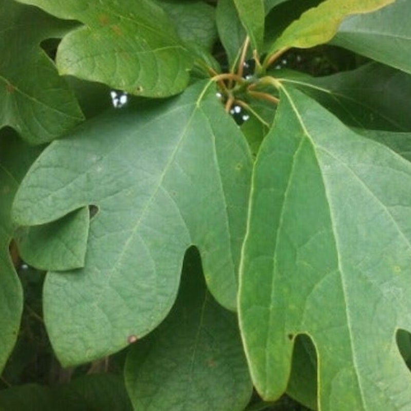 Sassafras Root - Etsy