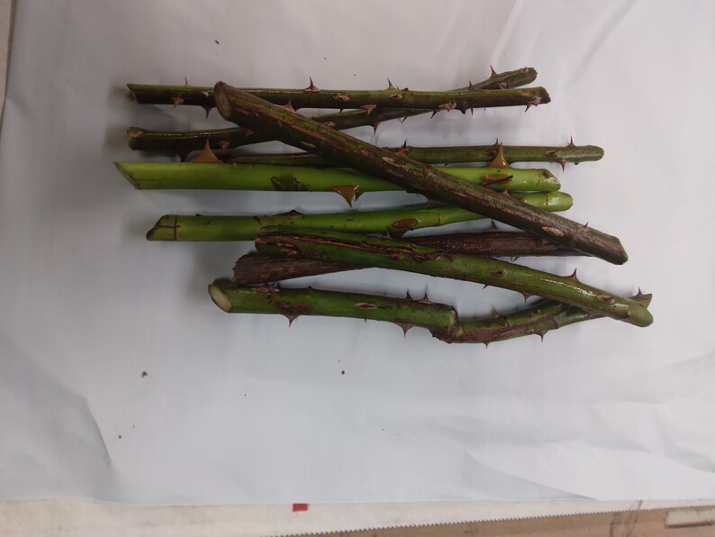 14 Wild Rose Stems With Sharp Briers Craft Witchcraft Art. - Etsy