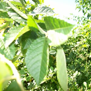 14 Wild Rose Stems With Sharp Briers Craft Witchcraft Art. Fresh Cut ...