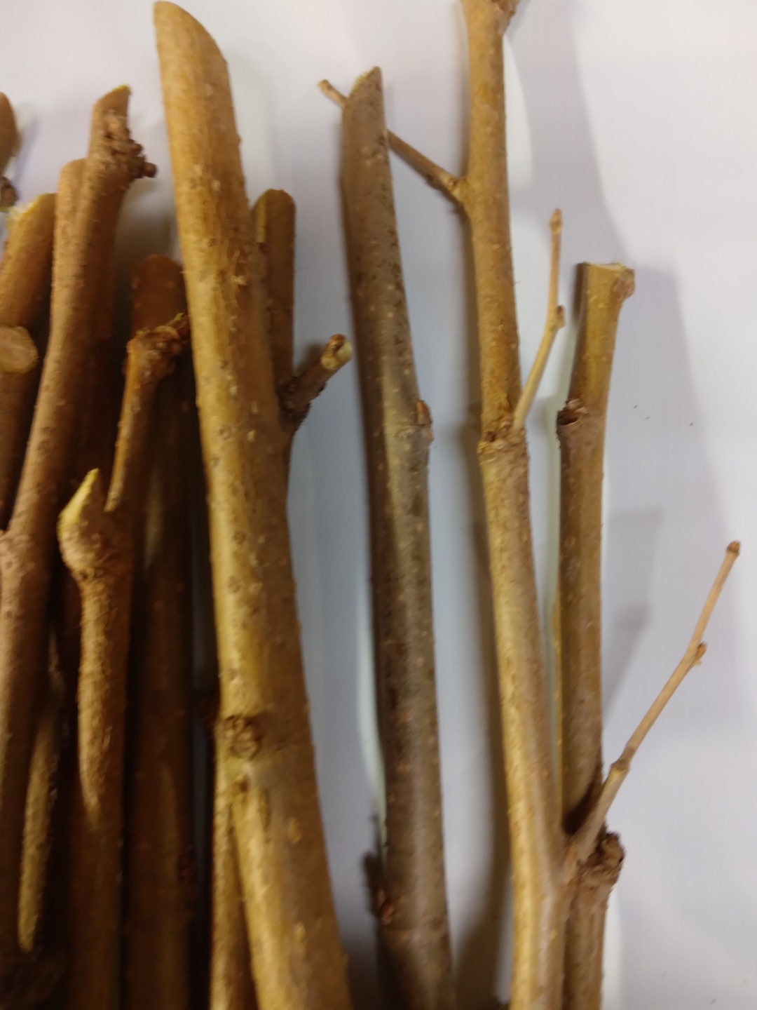 20 White Mulberry Propagating Cuttings, Morus Alba - Etsy
