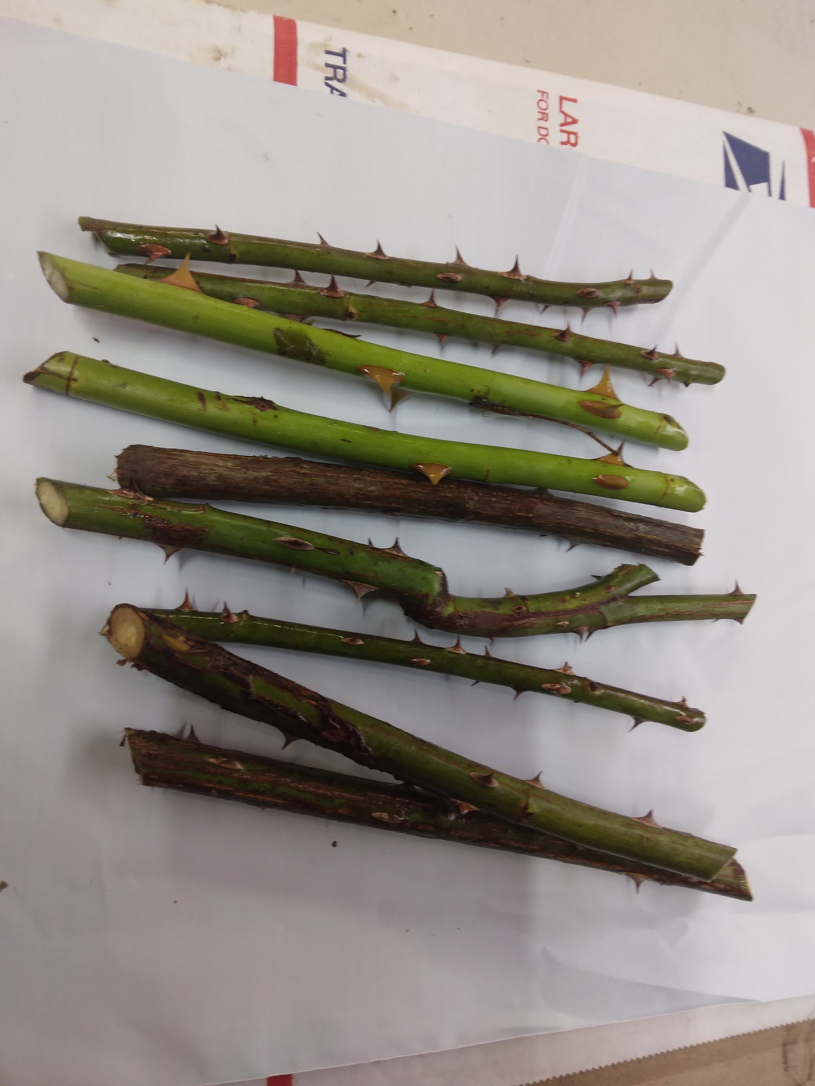 14 Wild Rose Stems With Sharp Briers Craft Witchcraft Art. or - Etsy