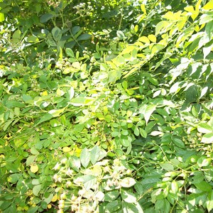 14 Wild Rose Stems With Sharp Briers Craft Witchcraft Art. Fresh Cut ...