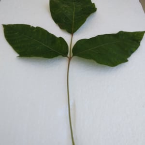 1 Foot Plus Live Poison Ivy Root for Transplant - Etsy