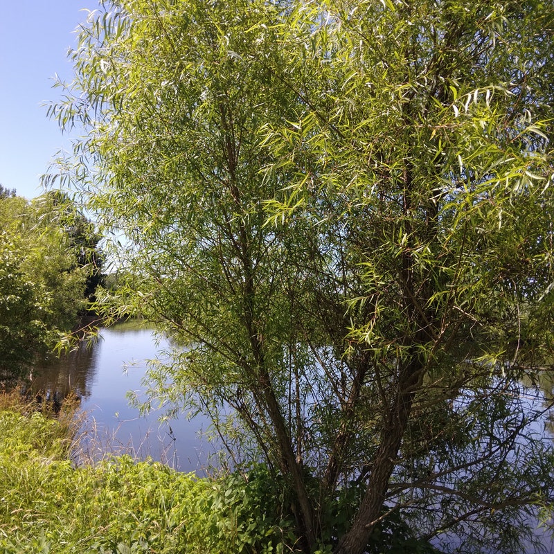 Dappled Willow Tree - Etsy