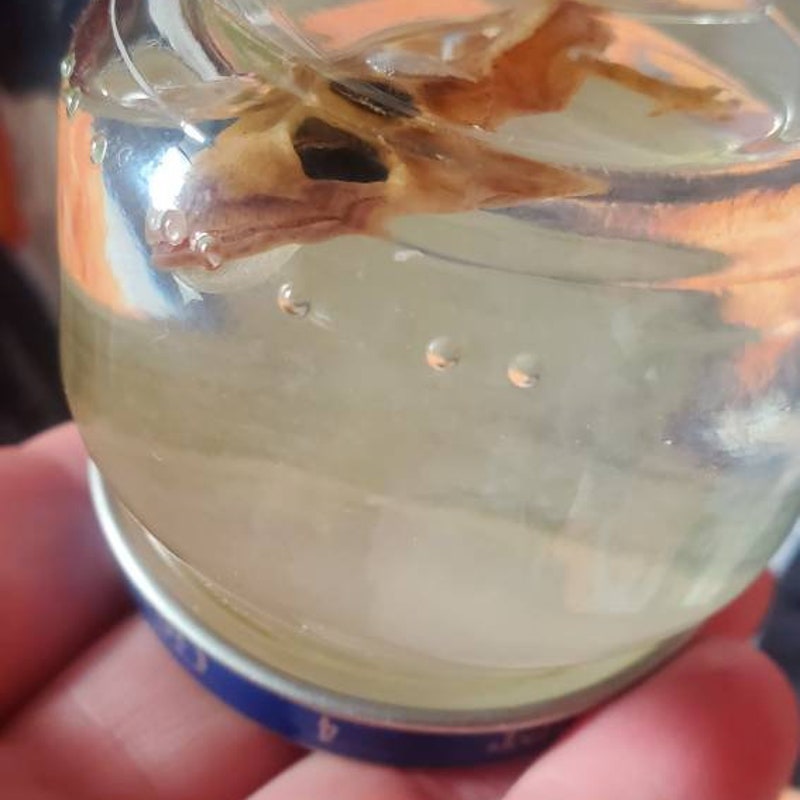 Wet Specimens - Etsy