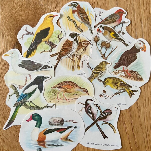 Cut Out Birds - Etsy