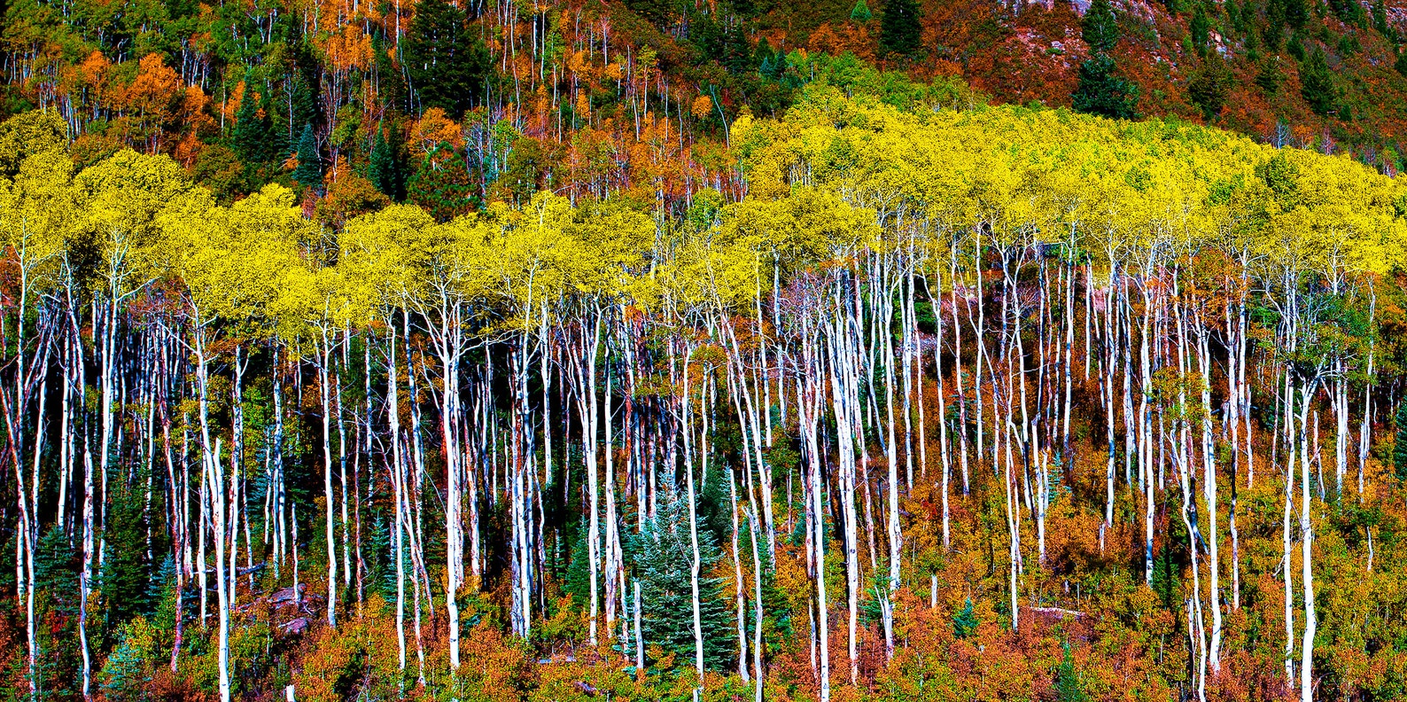 Aspen Trees Panoramic Print: Colorado Autumn Colors Wall Art - Etsy