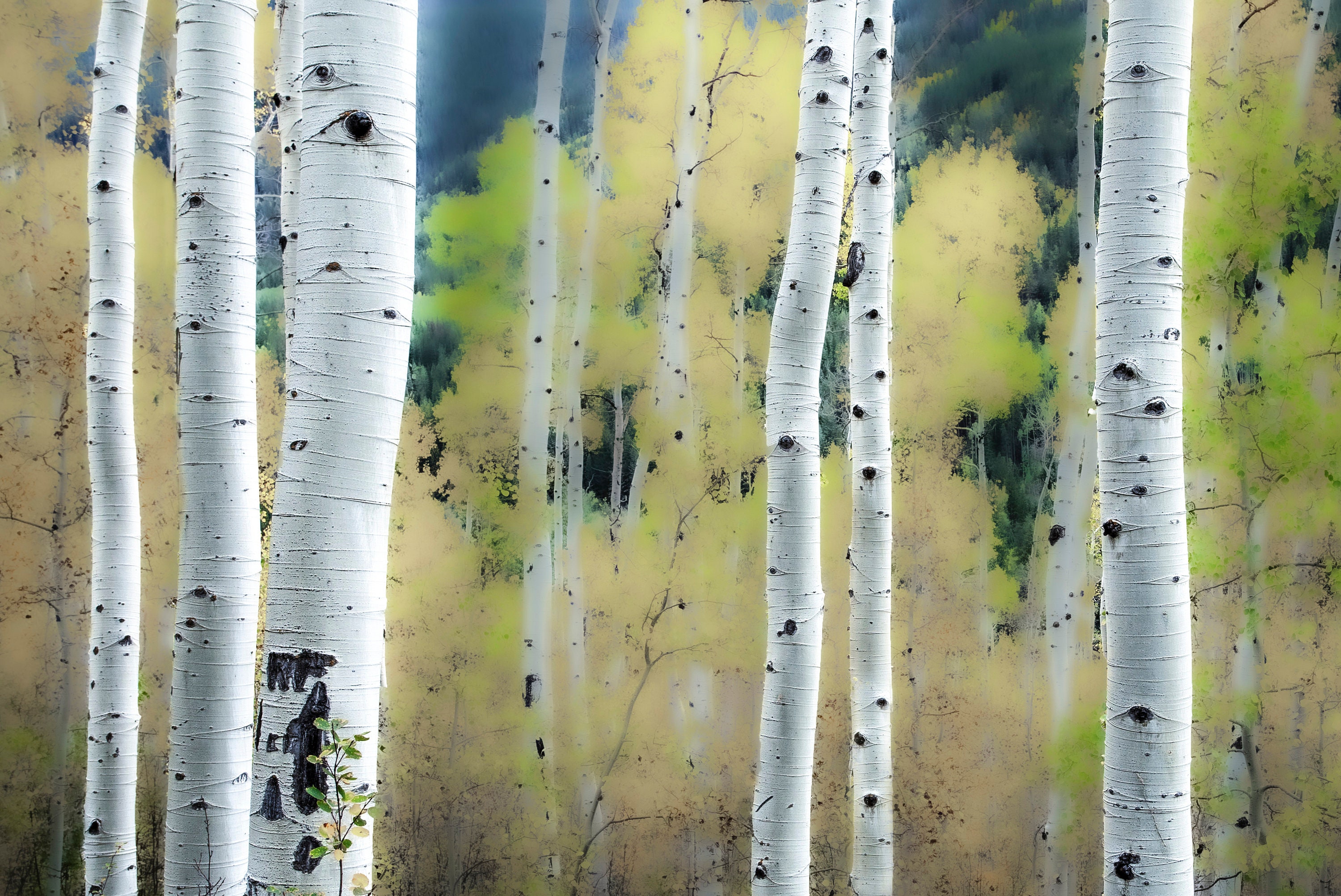 Aspen Tree Wall Art, Birch Tree Picture, Colorado Autumn, Fall Decor ...