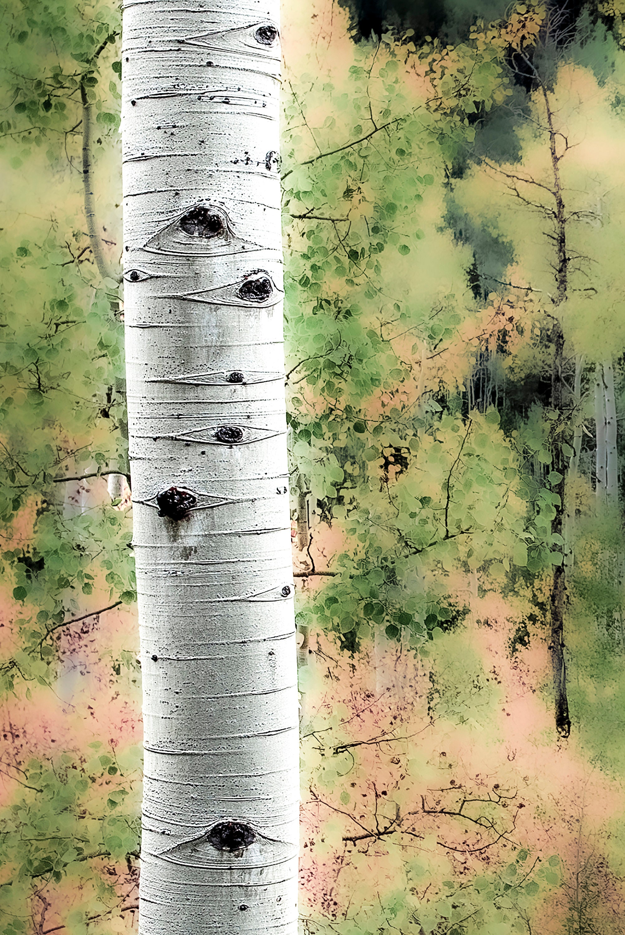 Aspen Tree Wall Art, Vertical Living Room Picture, Colorado Aspens ...