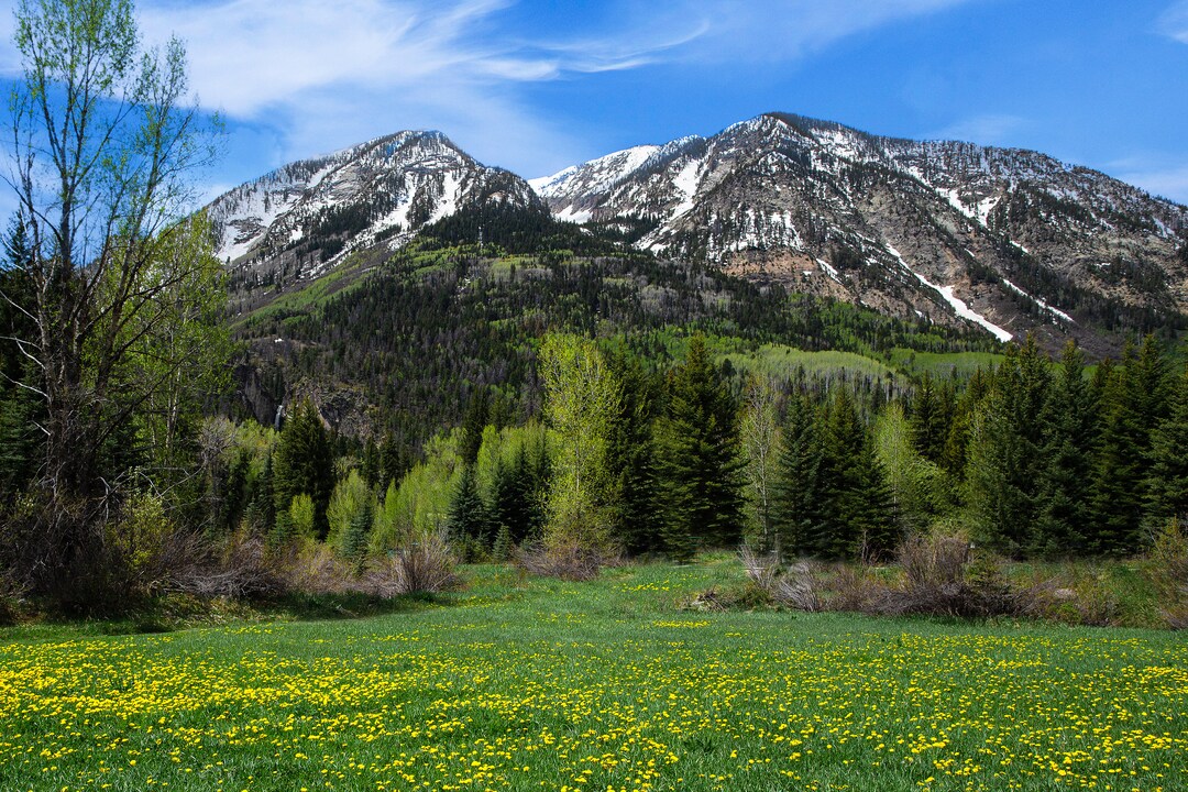 Colorado Mountains Springtime Picture, Dandelion, Rocky Mountain Spring ...