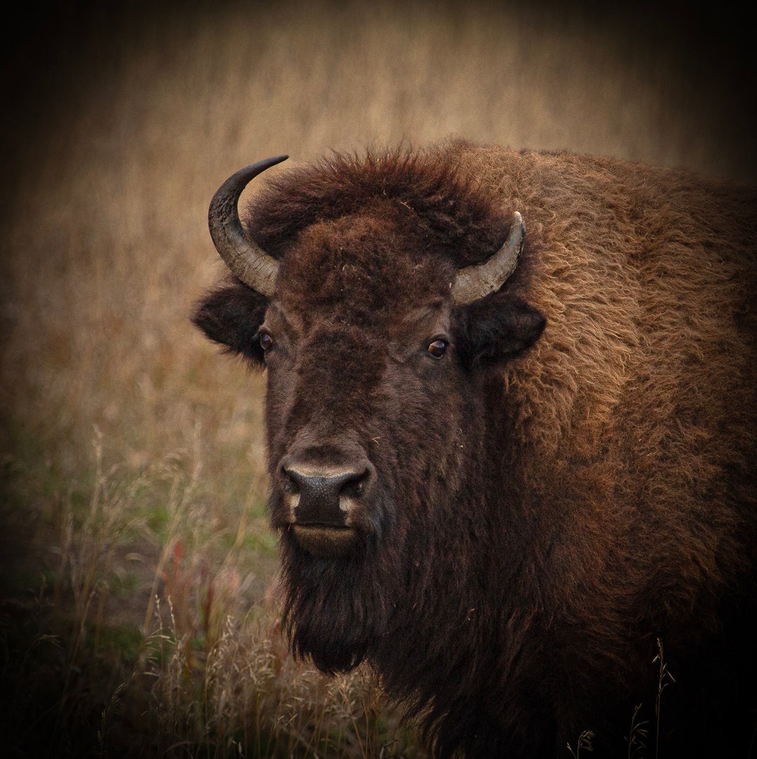 Buffalo Picture on Canvas or Acrylic, Bison Photography, Buffalo ...