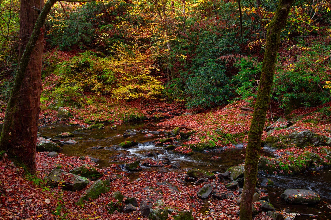 Mountain Stream in Fall Colors, Smoky Mountain Autumn, Autumn Mountain ...