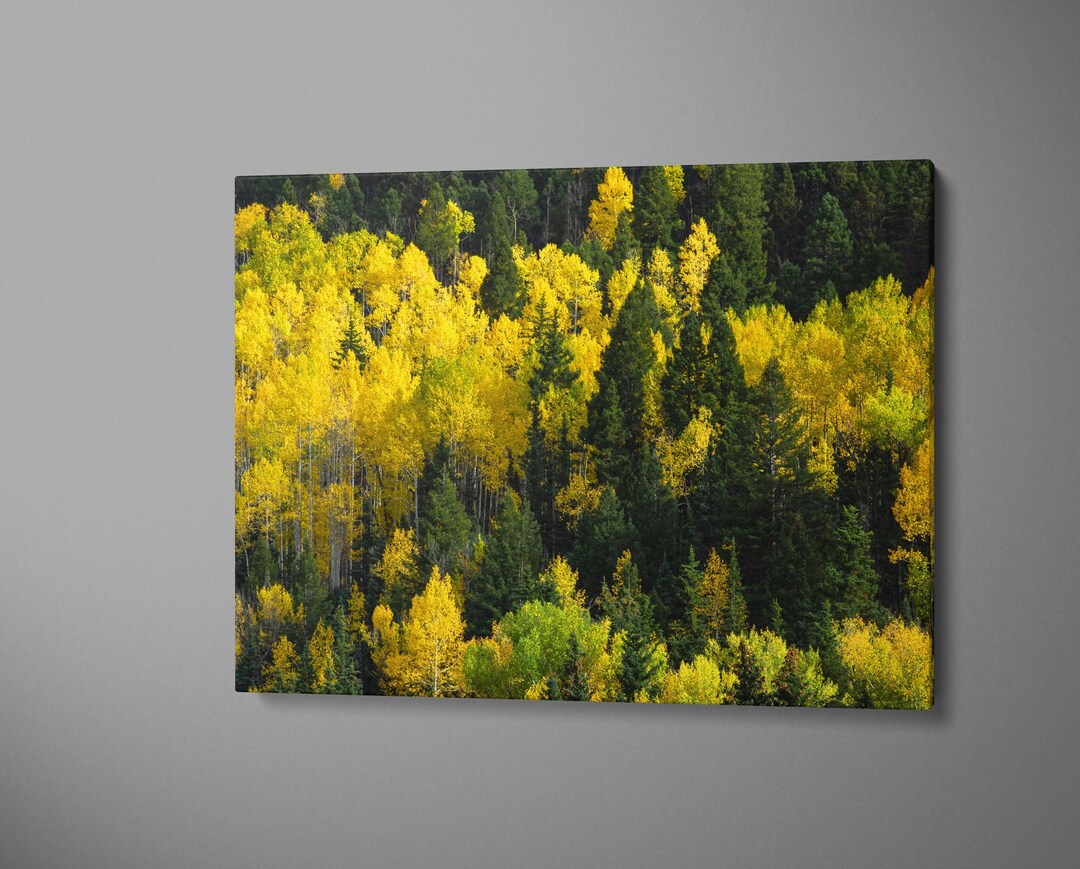 Aspen tree wall art, Colorado golden aspens canvas, Birch tree canvas ...