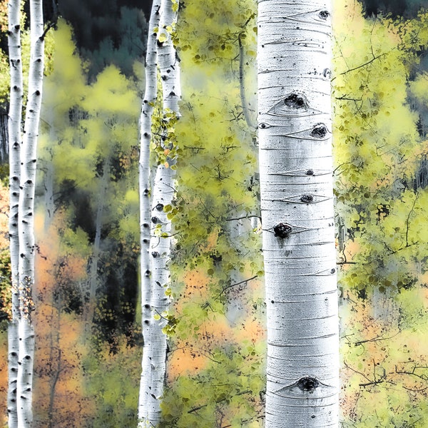 Aspen Tree Framed Art - Etsy