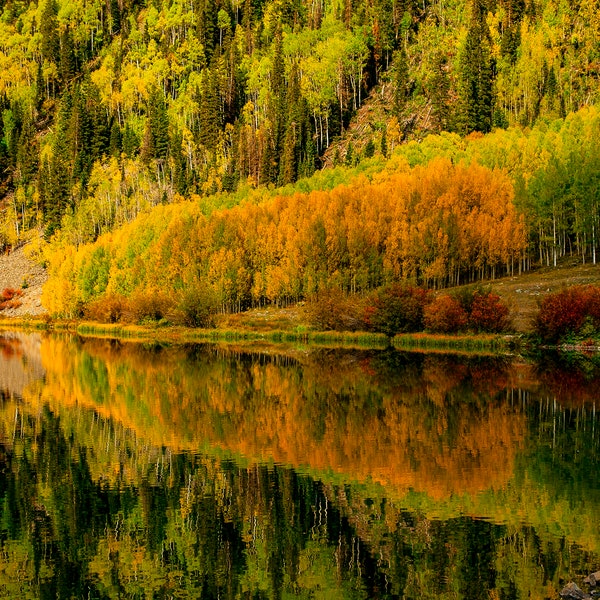 Triptych Aspen Tree - Etsy