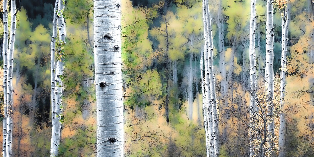 Aspen Tree Picture, Birch Tree Painting, Aspen Tree Wall Art, Colorado ...