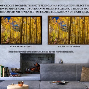 Golden Aspen Tree Picture, Aspen Tree Wall Art, Birch Tree Canvas, Fall ...