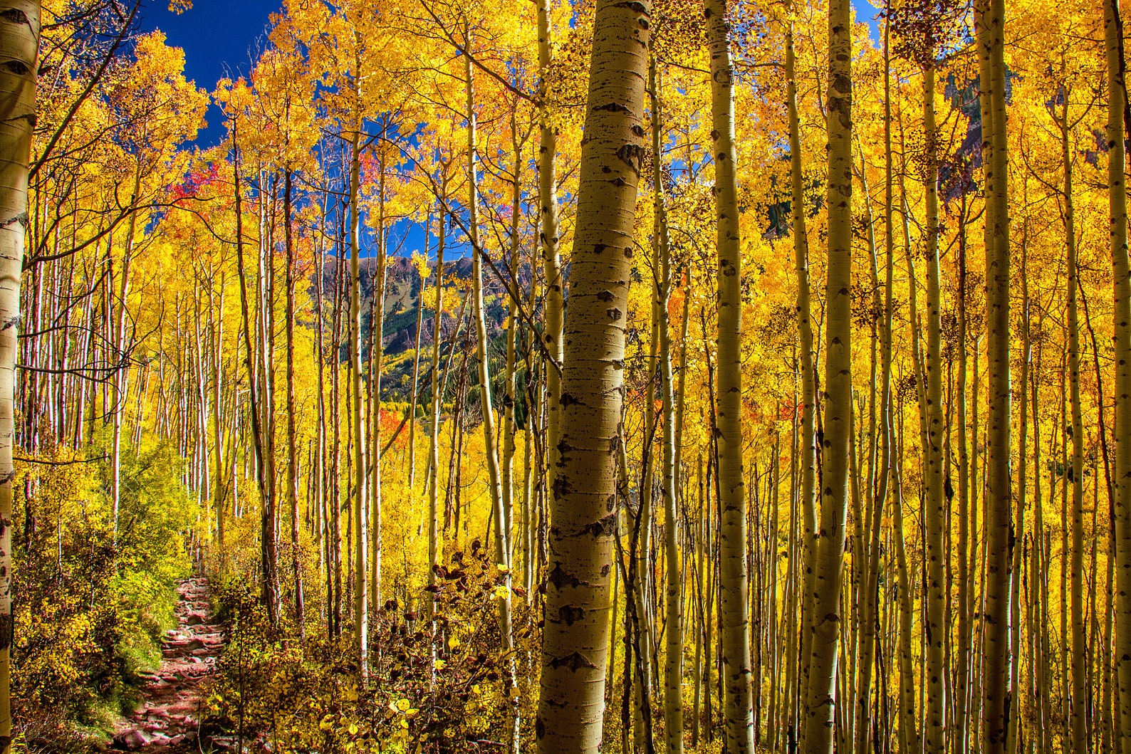 Golden Aspen Tree Picture, Aspen Tree Wall Art, Birch Tree Canvas, Fall ...