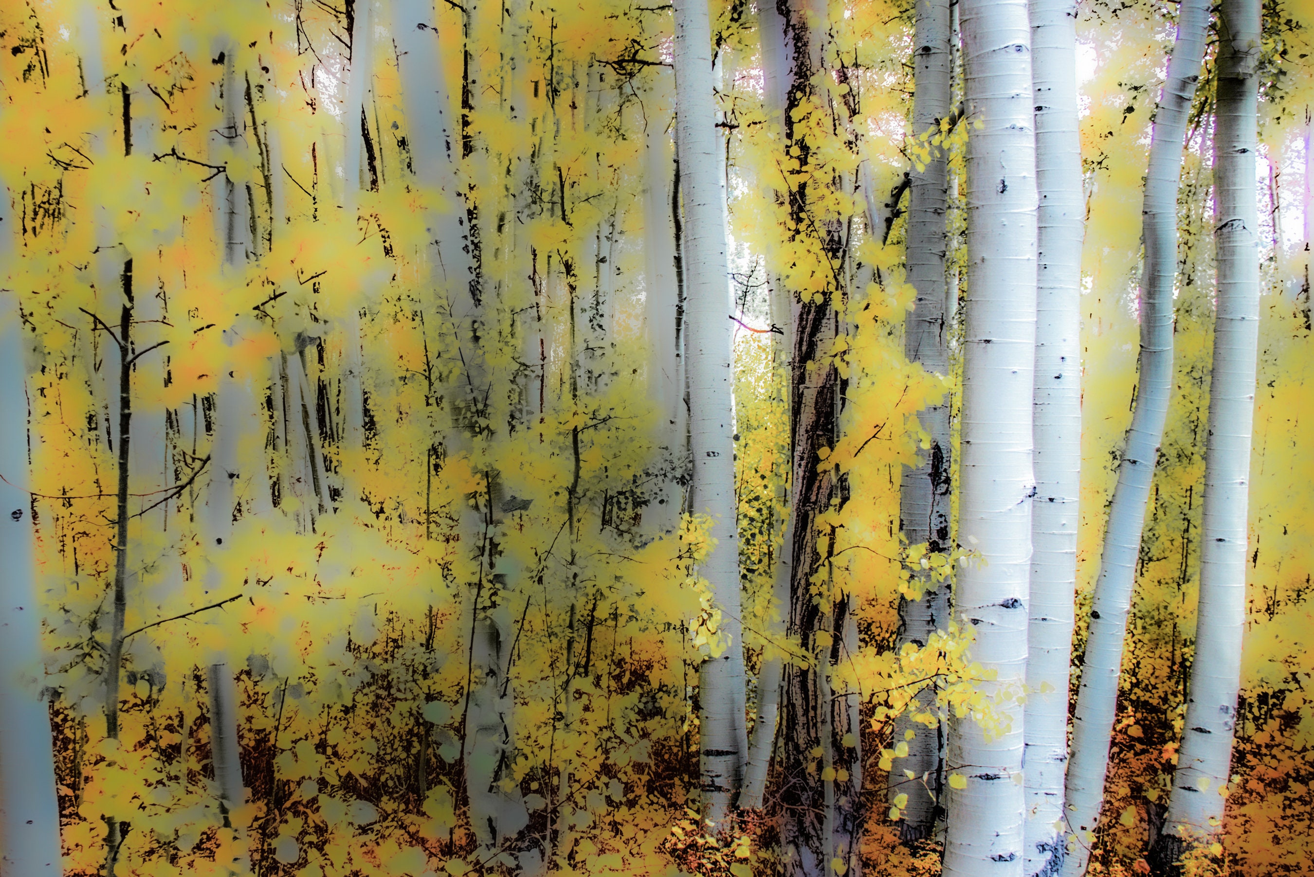 Aspen Tree Wall Art, Aspen Tree Painting, Abstract Landscape, Aspen ...