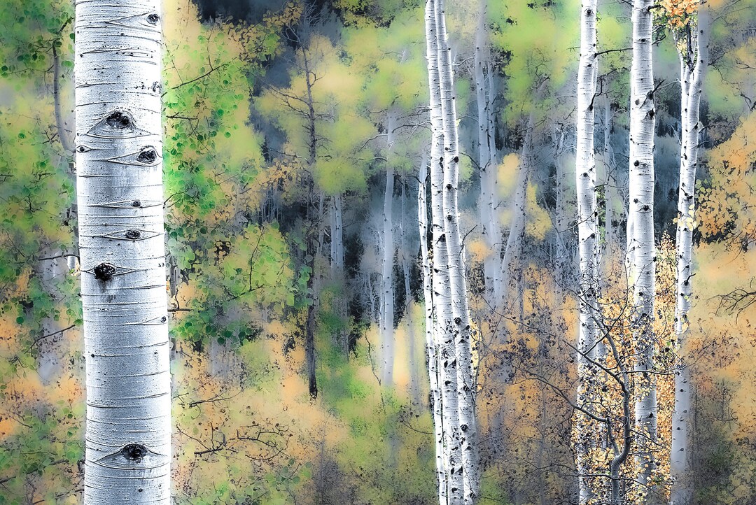 Aspen Tree Wall Art, Birch Tree Picture, Colorado Autumn, Fall Decor ...