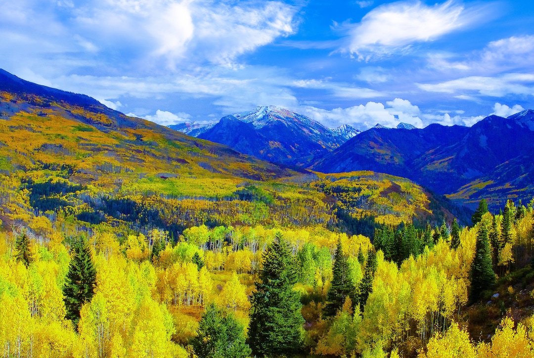 Colorado Mountain Art, Rocky Mountain Autumn Landscape, Golden Aspens ...