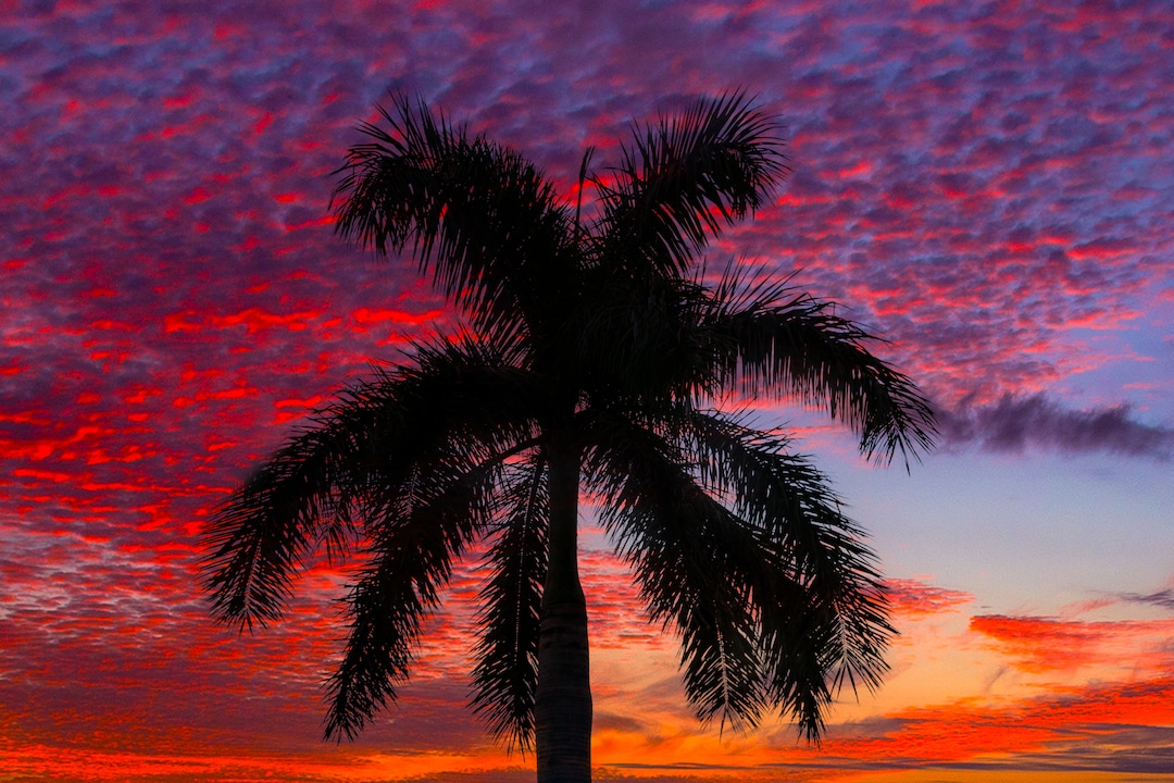 Palm Tree Sunset Picture, Florida Sunset Print, Palm Tree Sunset Photo ...
