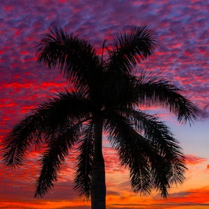 Palm Tree Sunset Picture, Florida Sunset Print, Palm Tree Sunset Photo ...