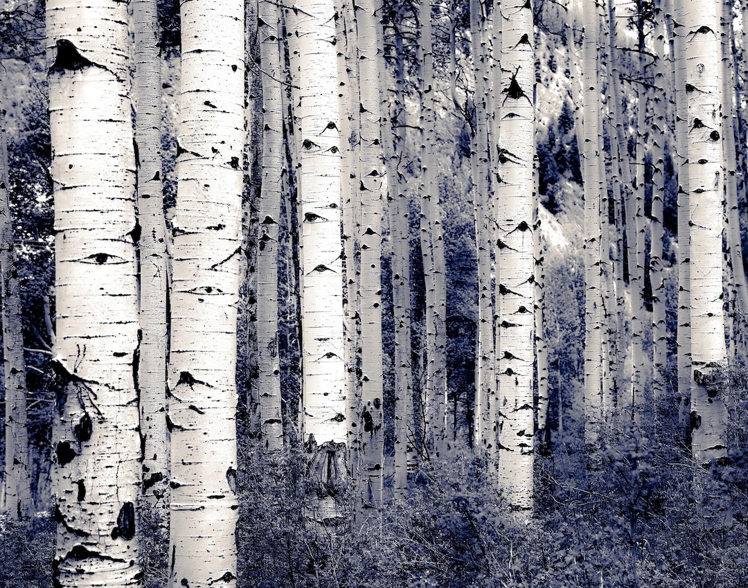 Aspen Trees Split Tone Art, Birch Tree Picture, Living Room Wall Art - Etsy