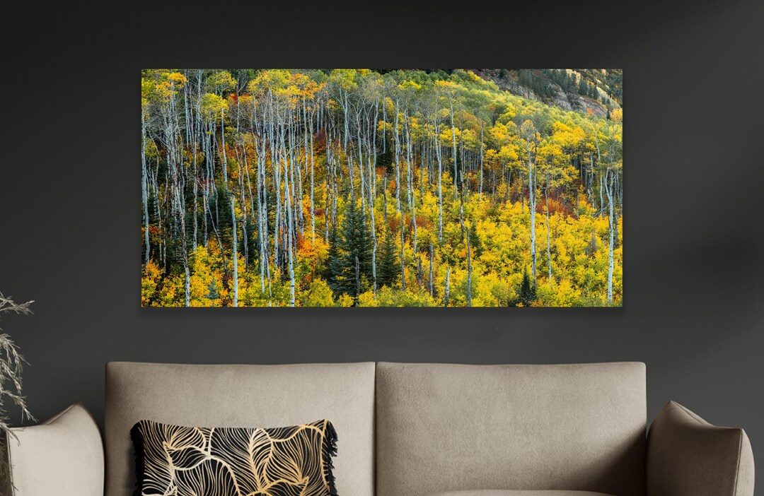 Large Aspen Tree Picture, Birch Tree Wall Art Canvas, Autumn Colors ...