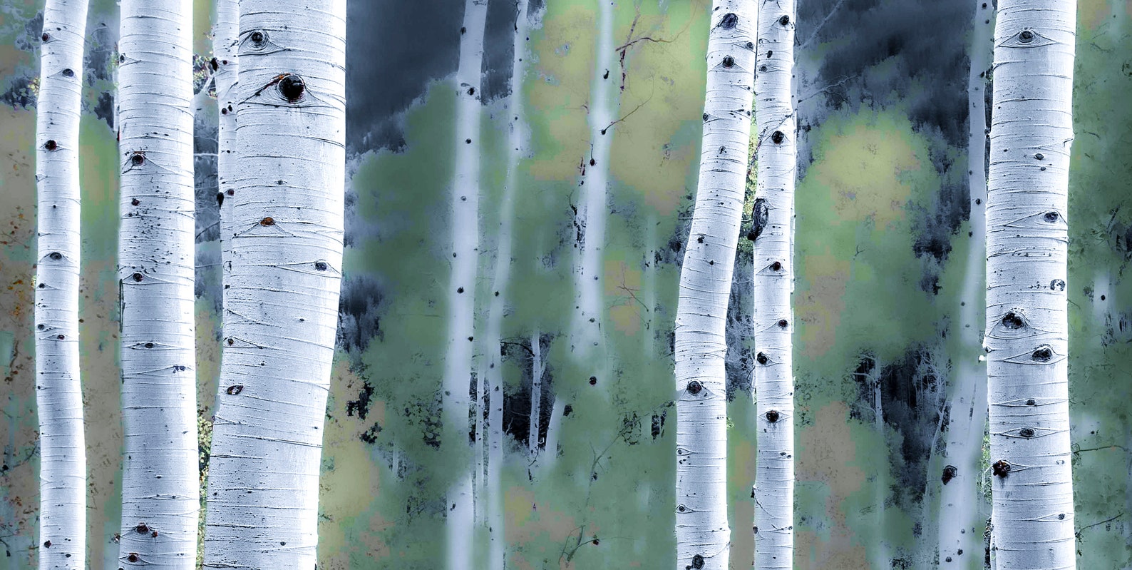 Aspen Tree Panoramic Landscape, Aspen Tree Wall Art, Birch Tree Picture ...