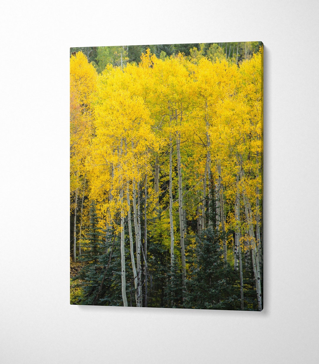Aspen Tree Vertical Picture, Aspen Tree Canvas, Fall Decor, Aspen Tree ...
