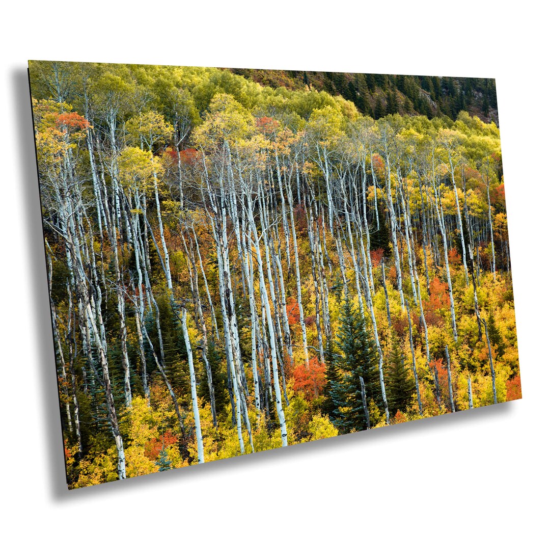 Aspen Trees Landscape Picture, Fall Home Decor, Birch Tree Wall Art ...