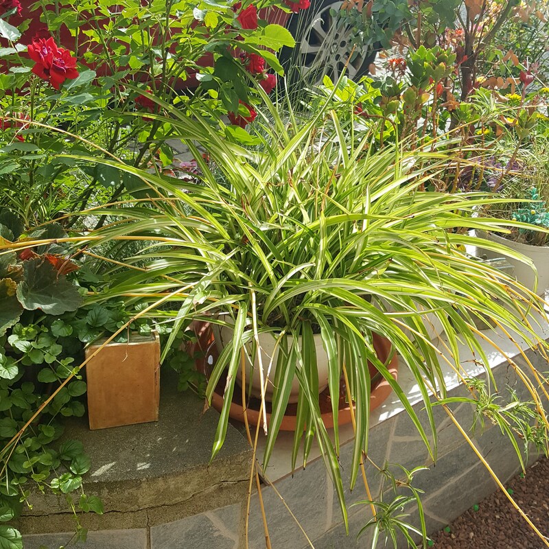 Spider Plant - Etsy UK