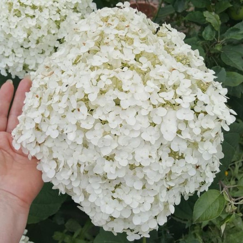 Hydrangea Seeds - Etsy